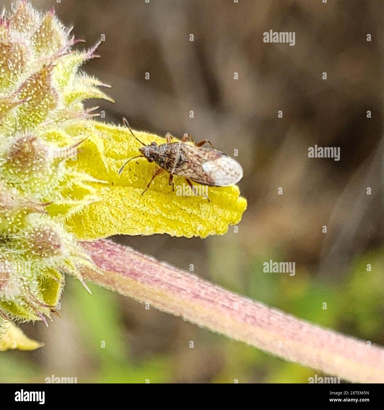 False chinch bugs (Nysius) Insecta Stock Photo - Alamy