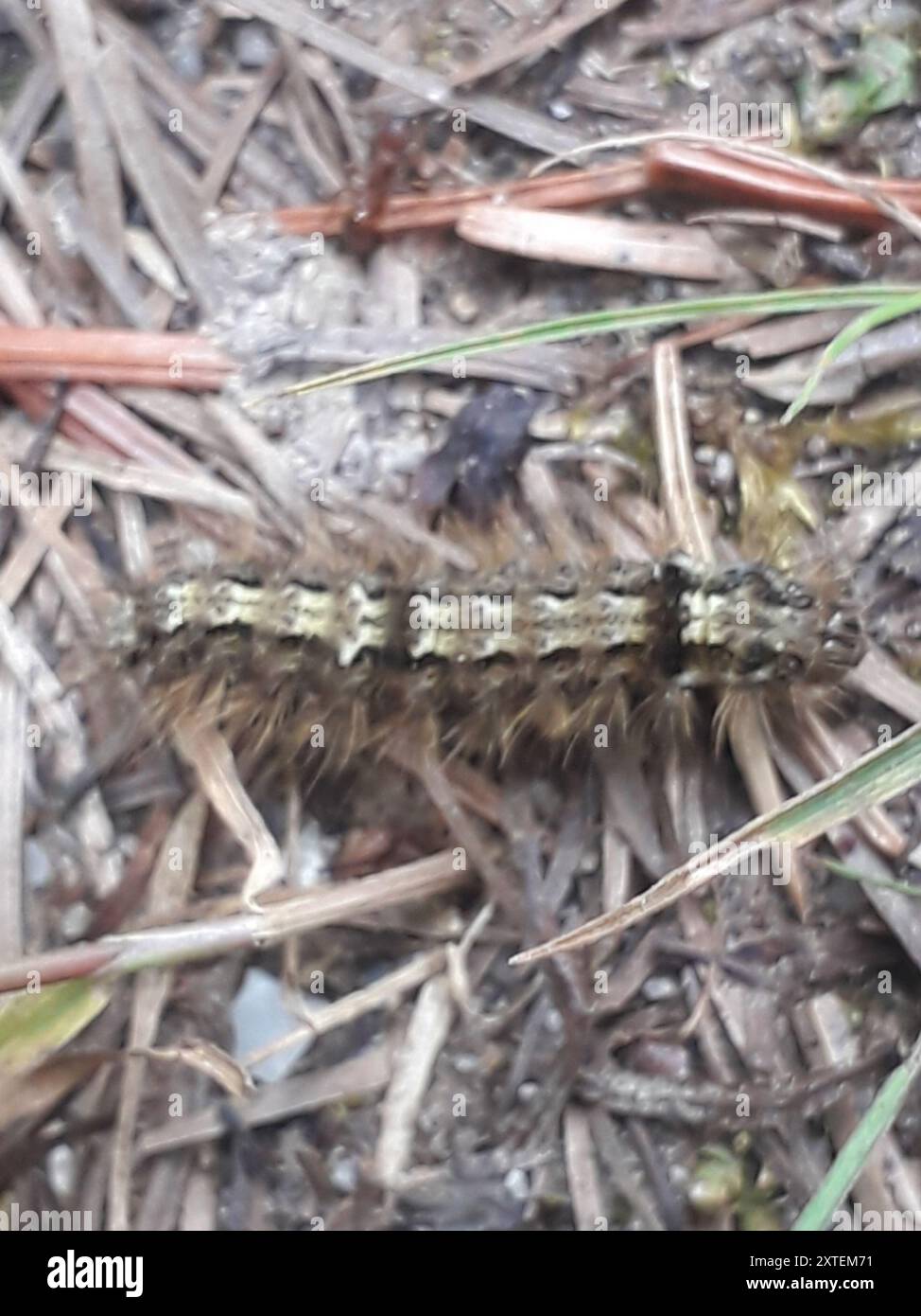 Lichen Moths (Lithosiini) Insecta Stock Photo - Alamy