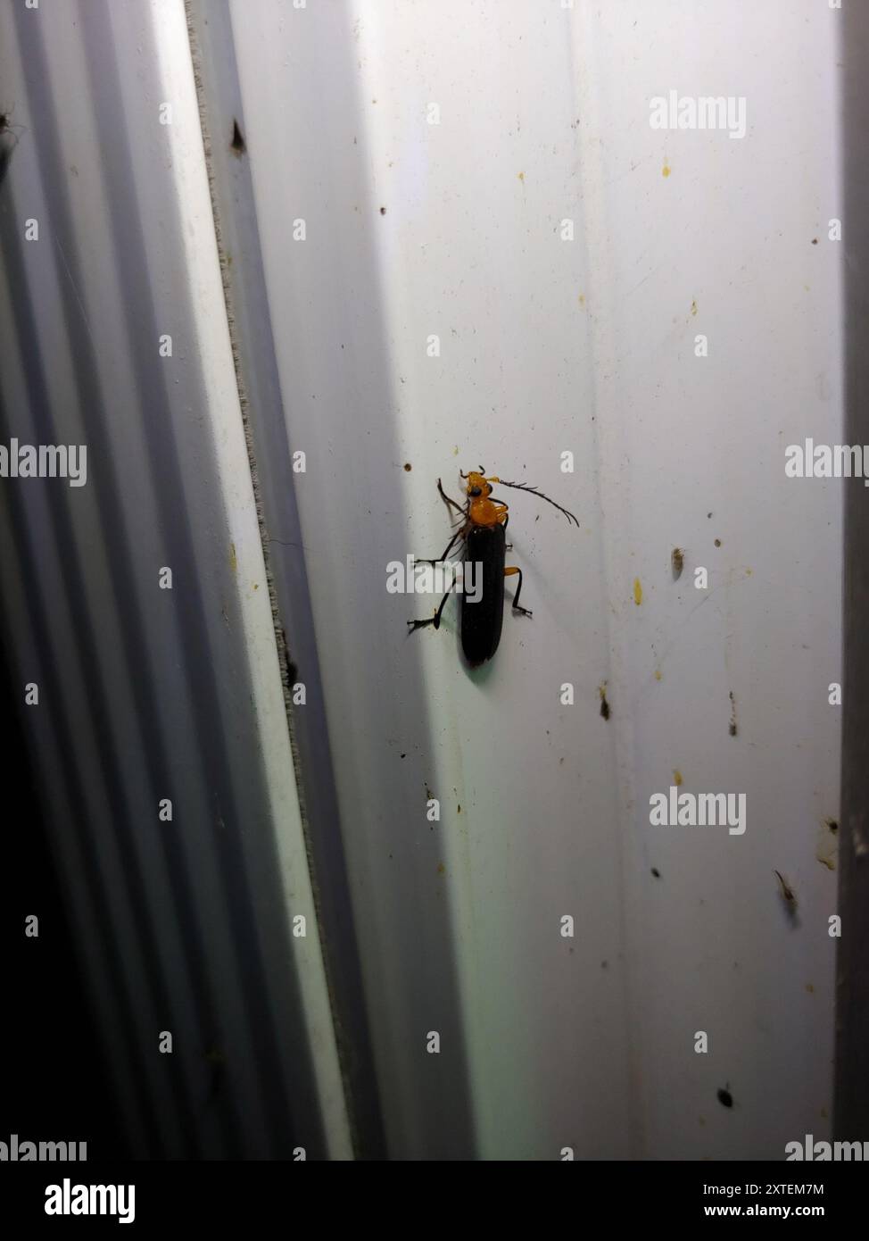 Thighed Fire-colored Beetle (Neopyrochroa femoralis) Insecta Stock ...