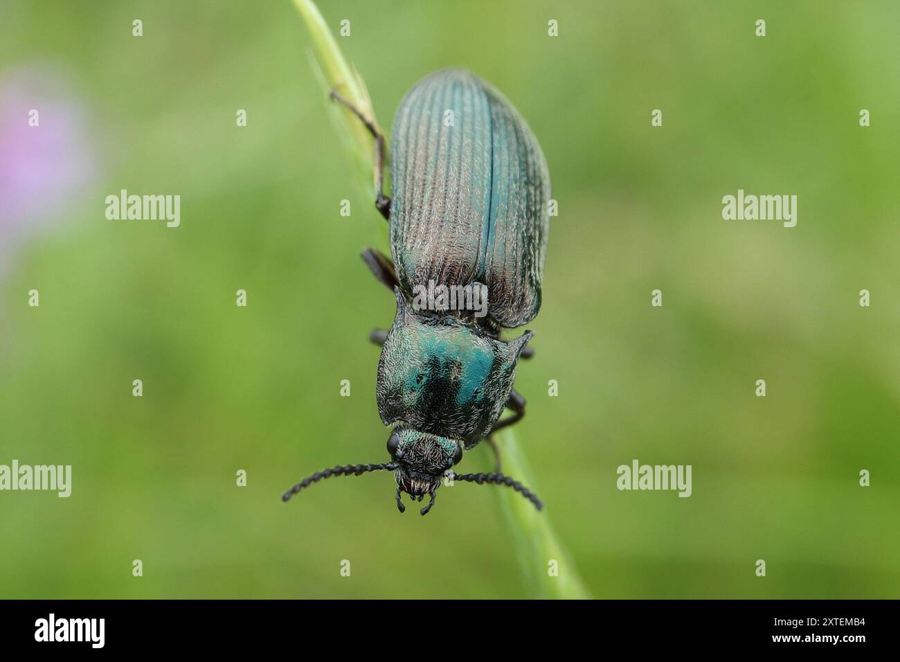 Gravidus hi-res stock photography and images - Alamy