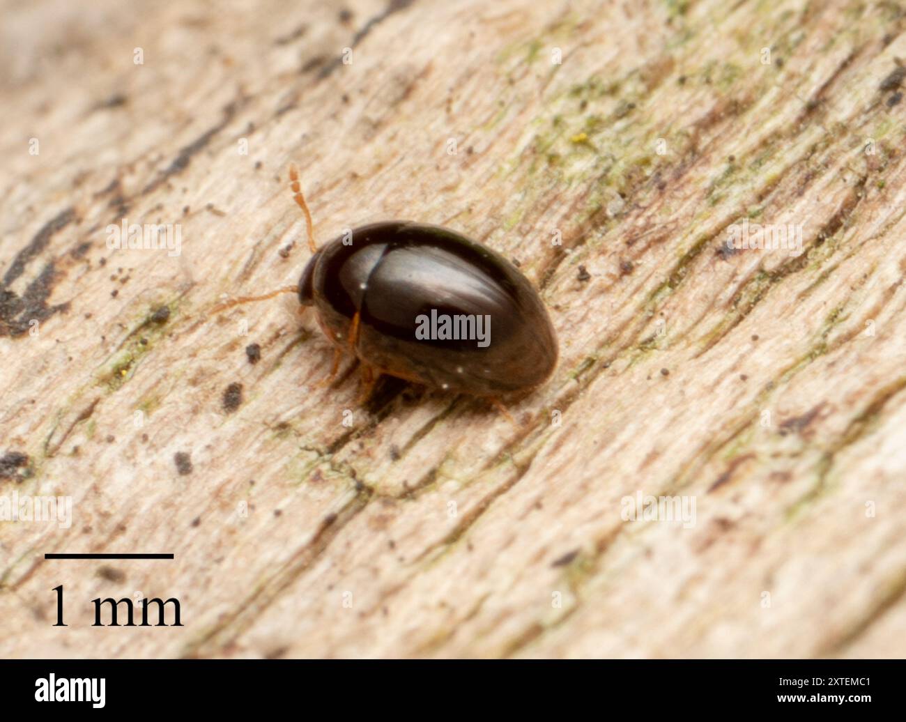 Shining Flower Beetles (Phalacridae) Insecta Stock Photo - Alamy