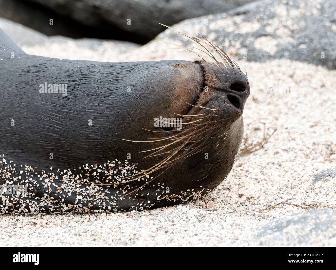 Galápagos sea lion, Galápagos-Seelöwe, Otarie des Galápagos, Zalophus ...