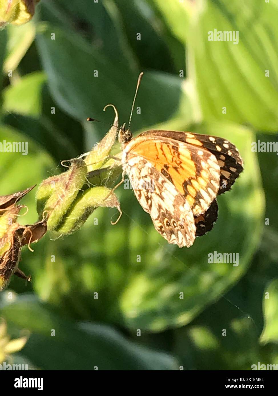 Gorgone Checkerspot (Chlosyne gorgone) Insecta Stock Photo - Alamy
