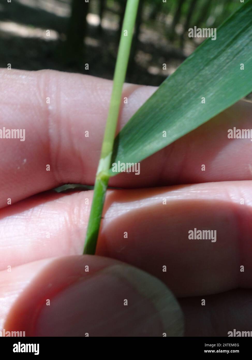 Wood Millet (Milium effusum) Plantae Stock Photo - Alamy