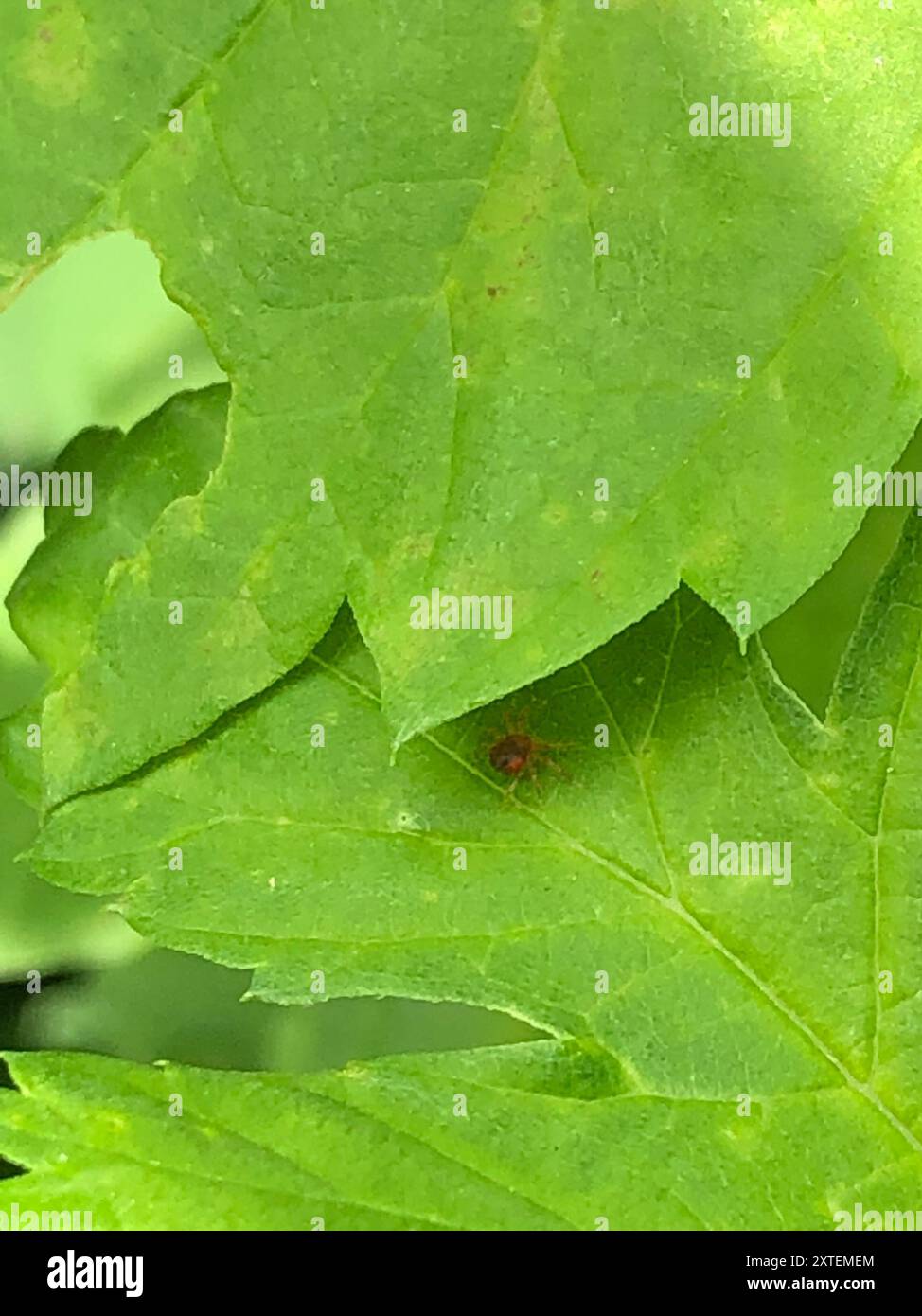 Mites and Ticks (Acari) Arachnida Stock Photo - Alamy
