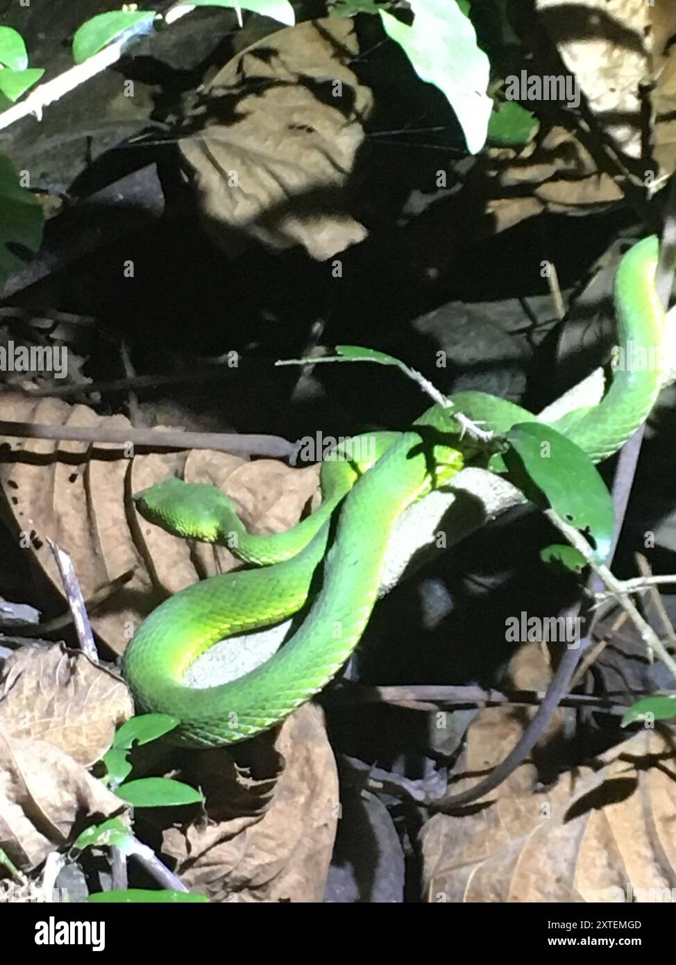 Chinese Green Tree Viper (Trimeresurus stejnegeri) Reptilia Stock Photo ...
