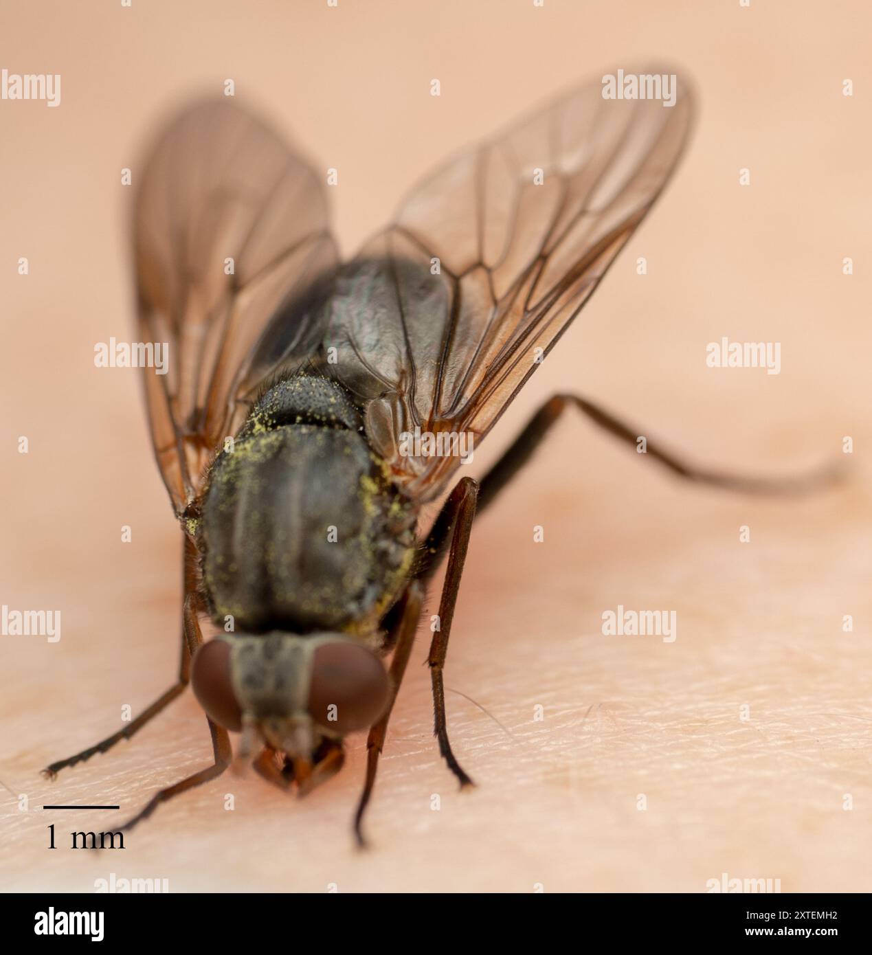 Rocky Mountain bite flies (Symphoromyia) Insecta Stock Photo - Alamy