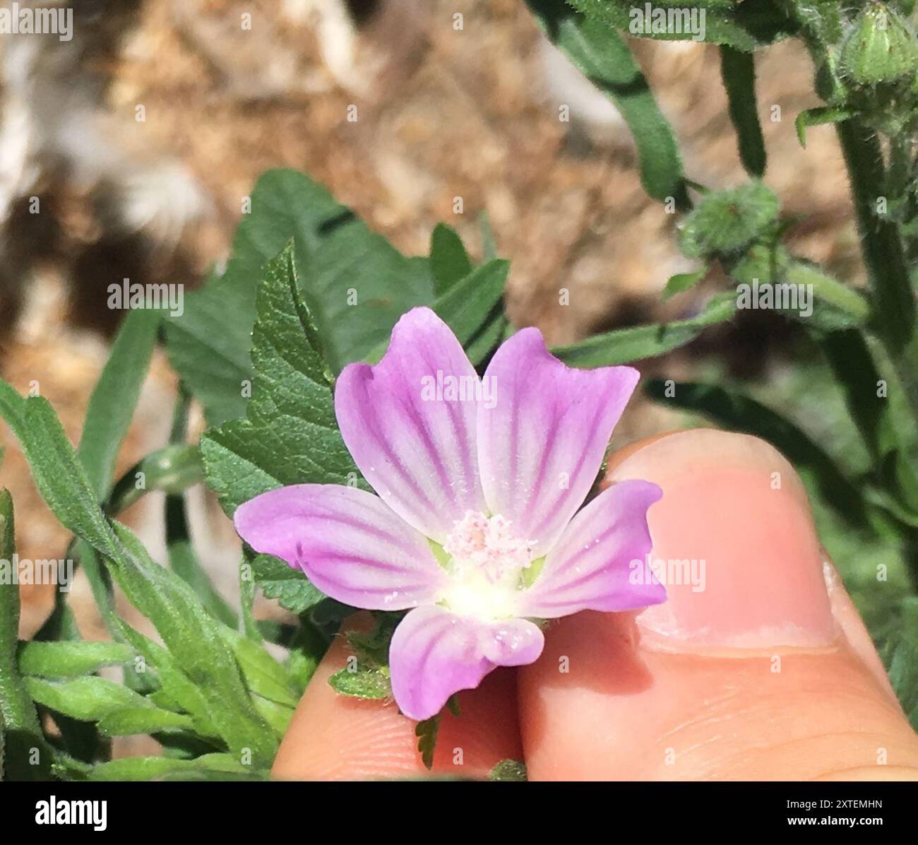 Cretan mallow (Malva multiflora) Plantae Stock Photo - Alamy
