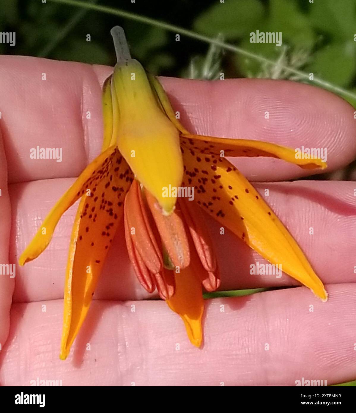 Columbia lily (Lilium columbianum) Plantae Stock Photo - Alamy