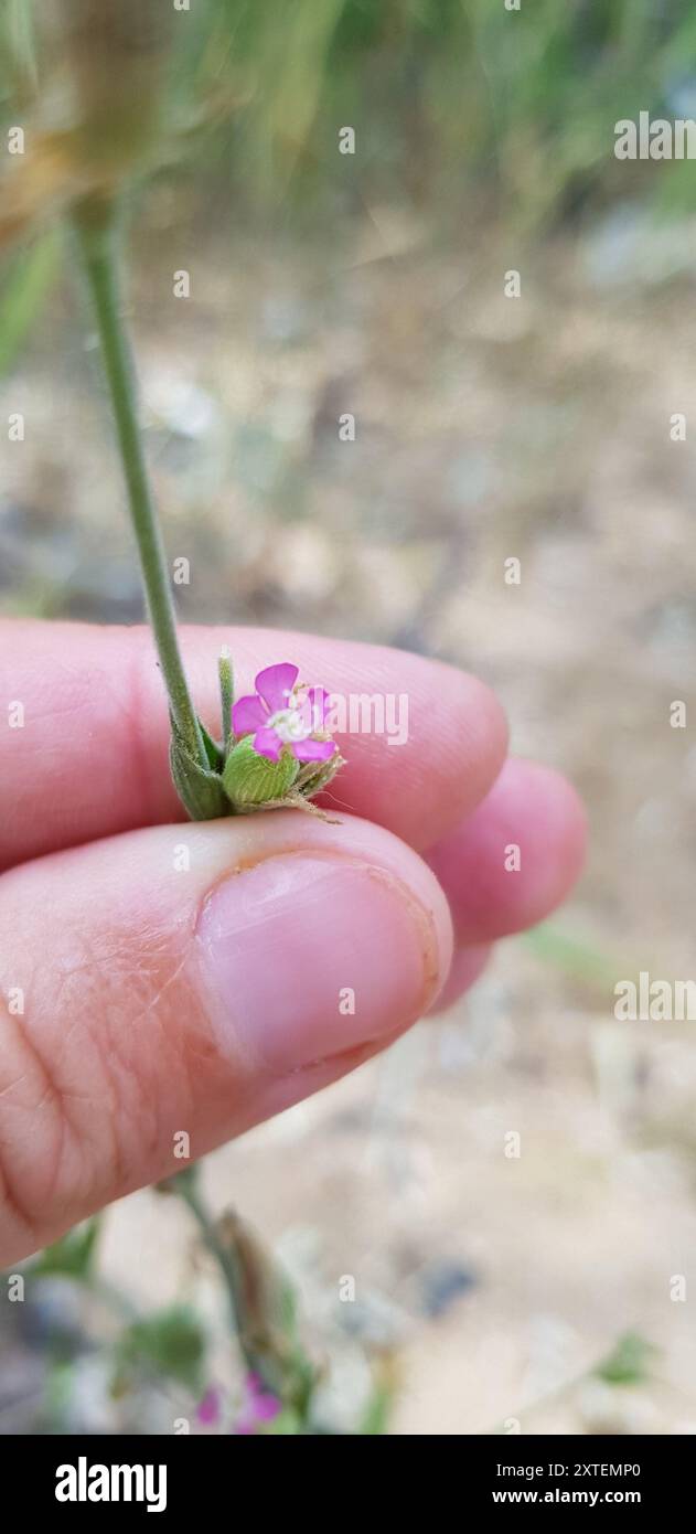 Subconica hi-res stock photography and images - Alamy