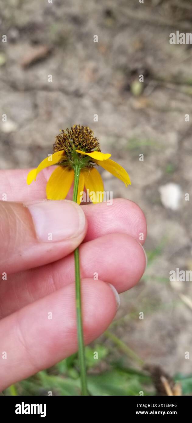 clasping coneflower (Rudbeckia amplexicaulis) Plantae Stock Photo - Alamy