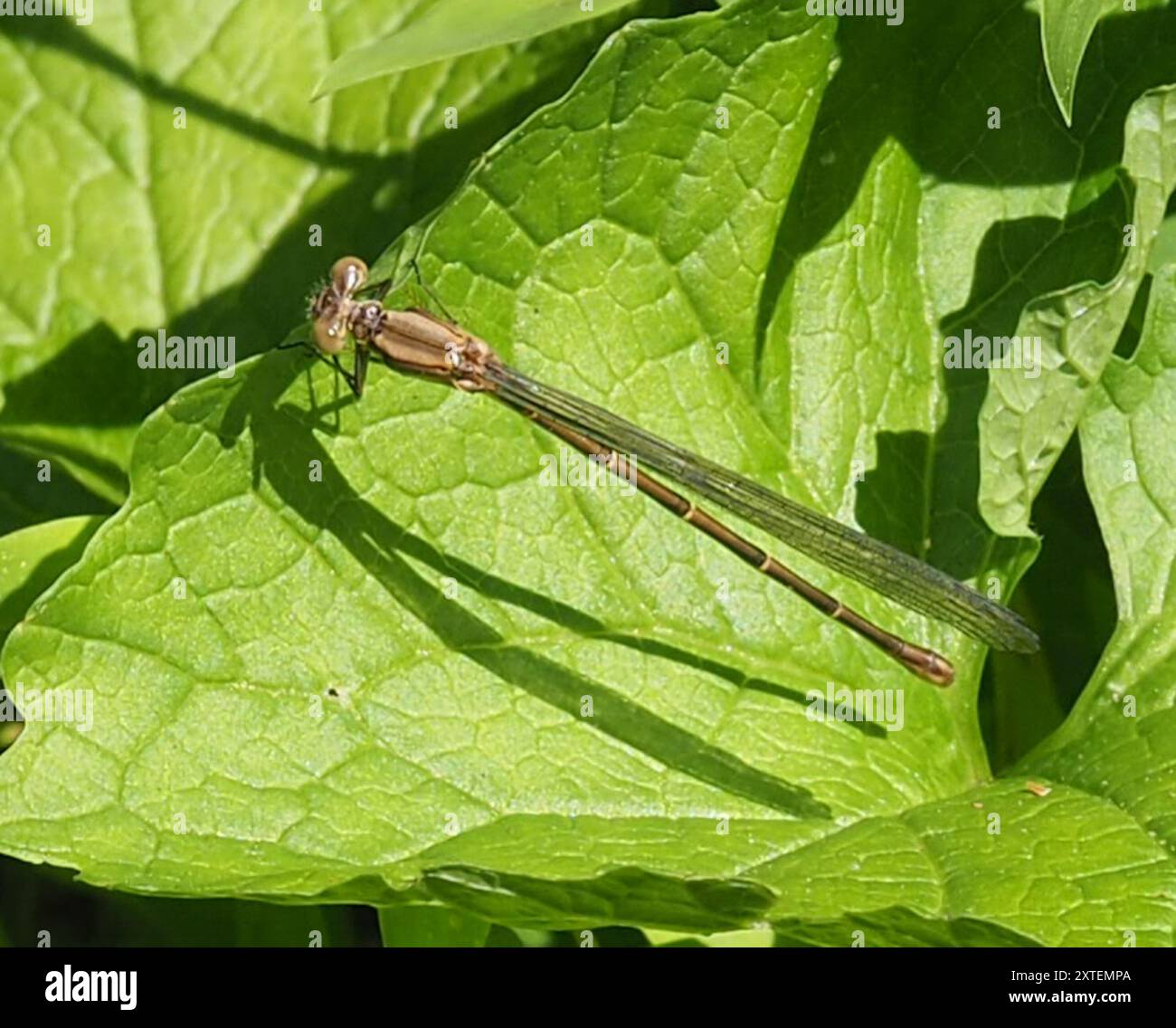 Powdered Dancer (Argia moesta) Insecta Stock Photo - Alamy