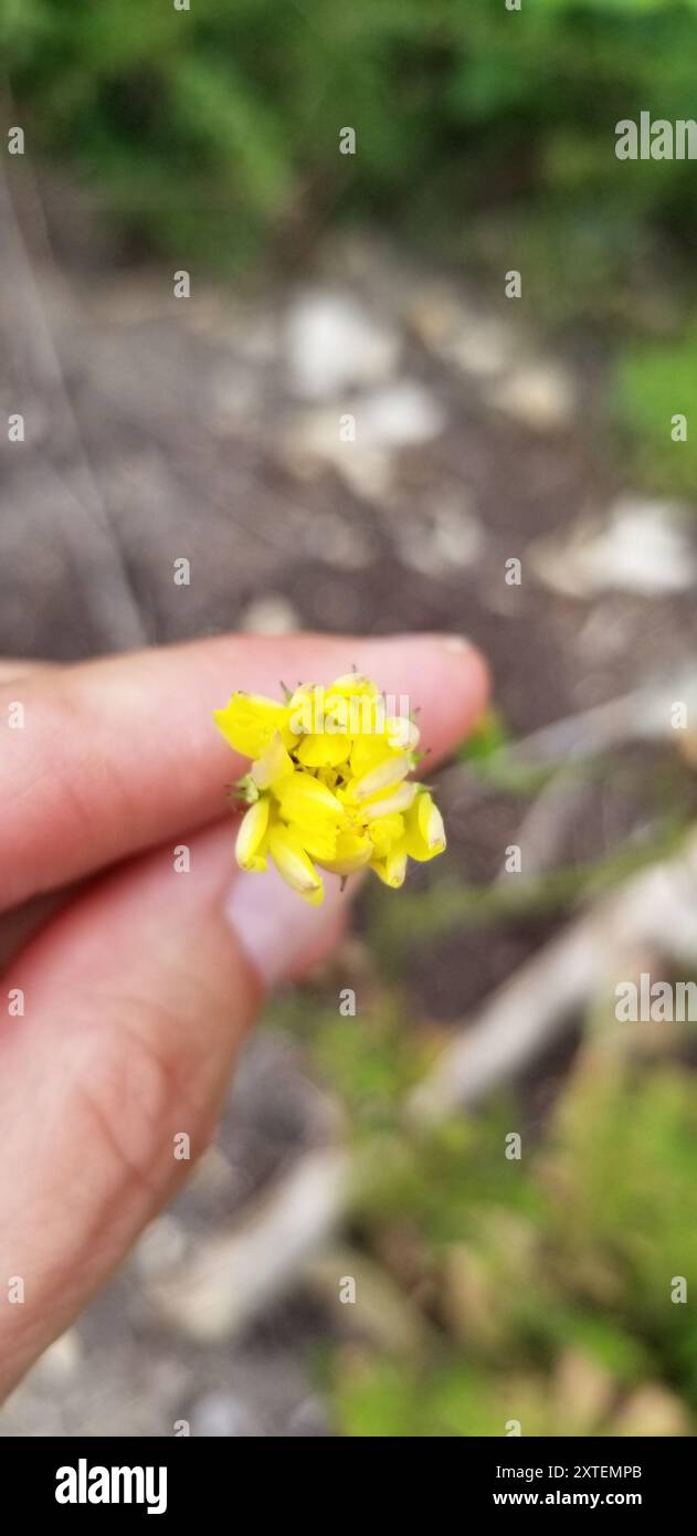 Smooth Cat's Ear (Hypochaeris glabra) Plantae Stock Photo - Alamy
