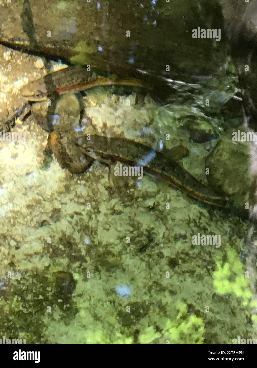 Western Blacknose Dace (Rhinichthys obtusus) Actinopterygii Stock Photo ...