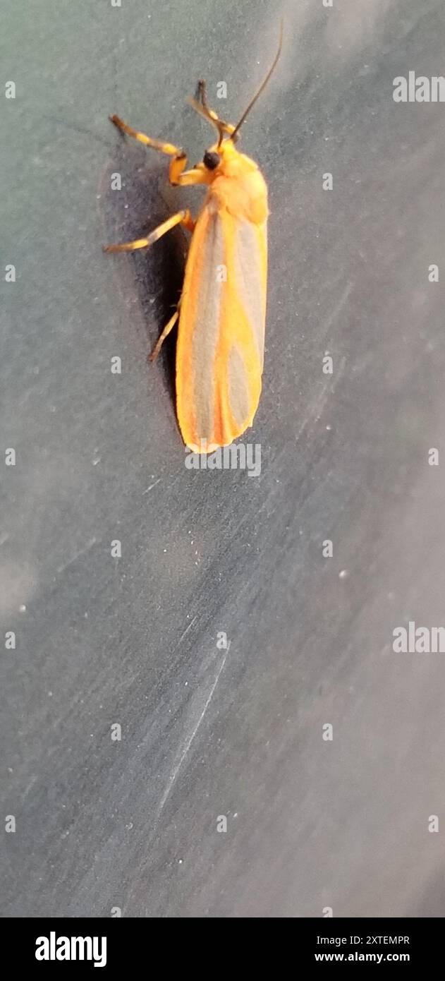 Painted Lichen Moth (Hypoprepia fucosa) Insecta Stock Photo - Alamy