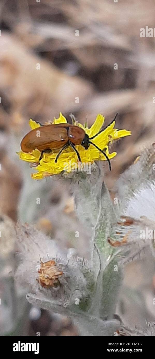 Daffodil Leaf-beetle (Exosoma lusitanicum) Insecta Stock Photo - Alamy