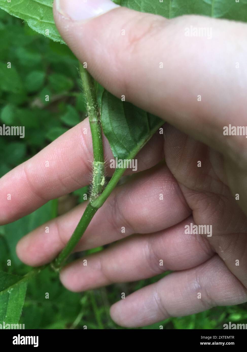 American jumpseed (Persicaria virginiana) Plantae Stock Photo - Alamy