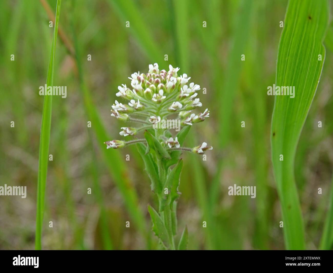 field peppergrass (Lepidium campestre) Plantae Stock Photo - Alamy