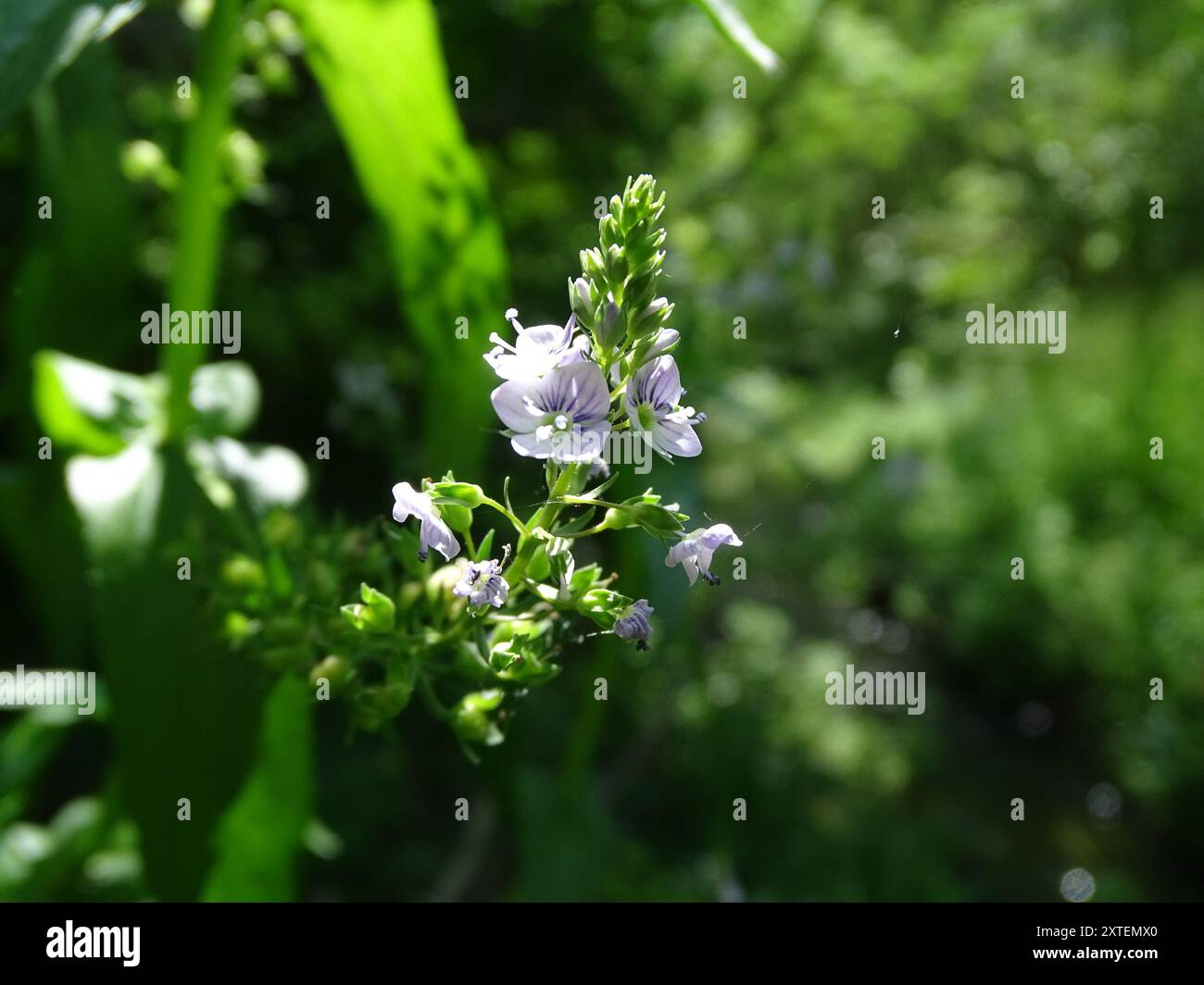 blue water-speedwell (Veronica anagallis-aquatica) Plantae Stock Photo ...