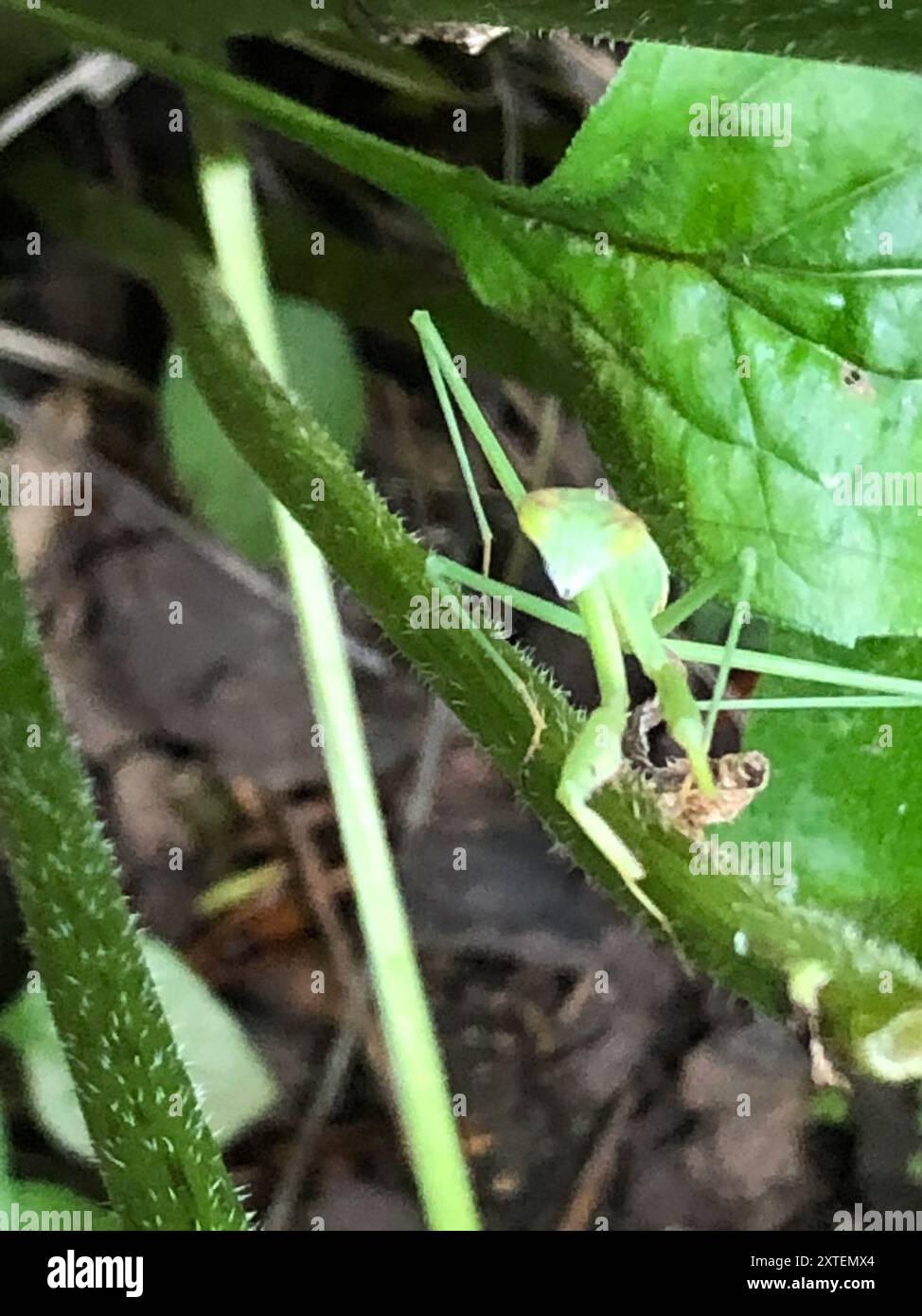 Chinese Mantis (Tenodera sinensis) Insecta Stock Photo - Alamy