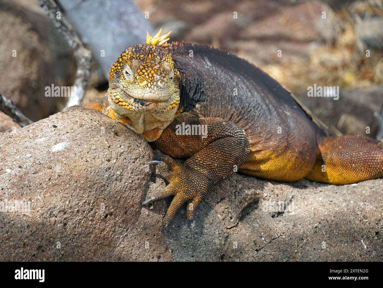 Galapagos land iguana, Drusenkopf, Iguane terrestre des Galapagos ...