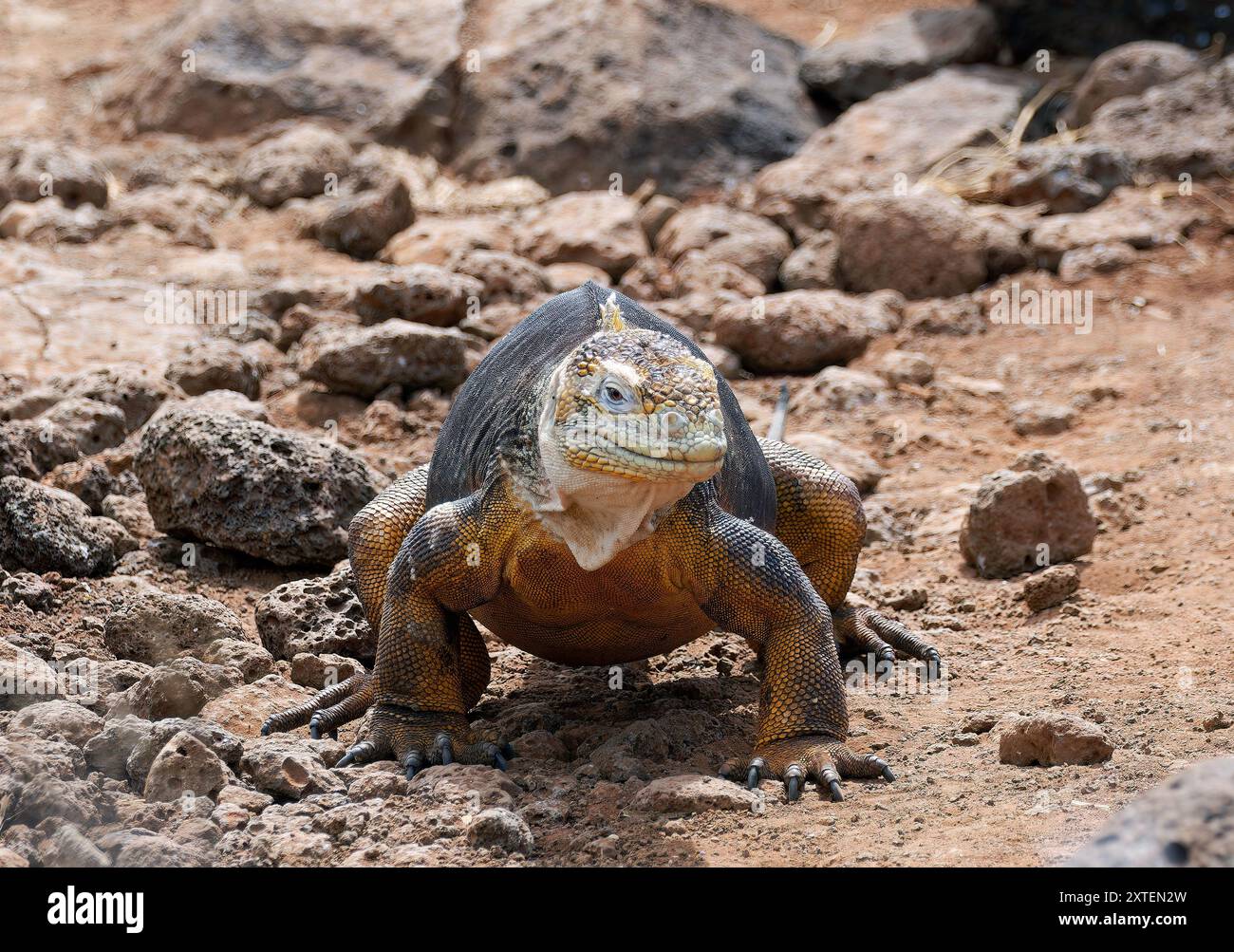 Galapagos land iguana, Drusenkopf, Iguane terrestre des Galapagos ...