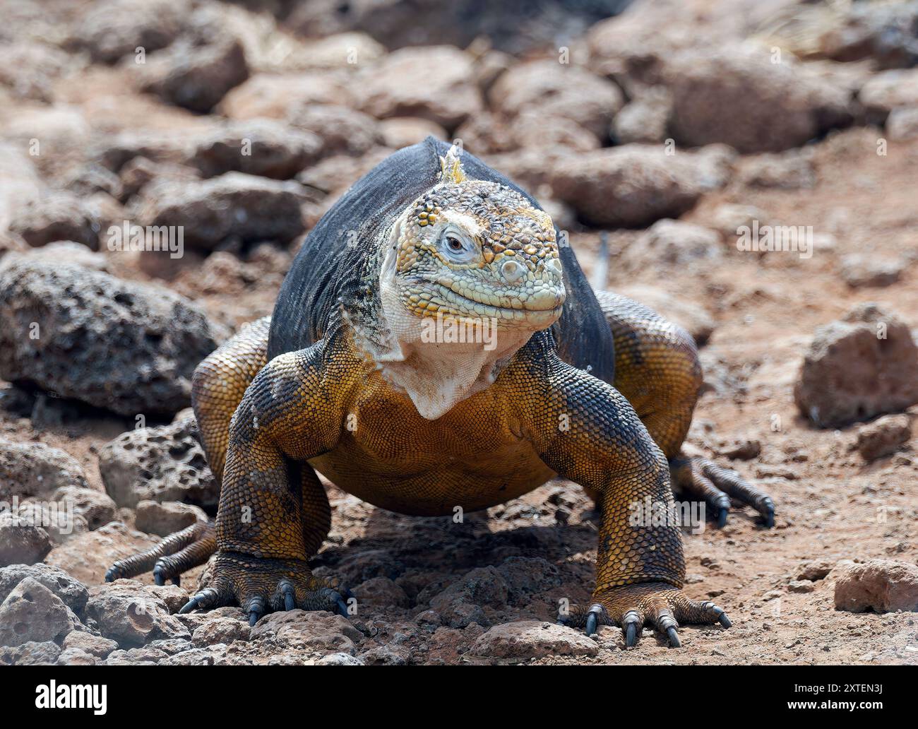 Galapagos land iguana, Drusenkopf, Iguane terrestre des Galapagos ...
