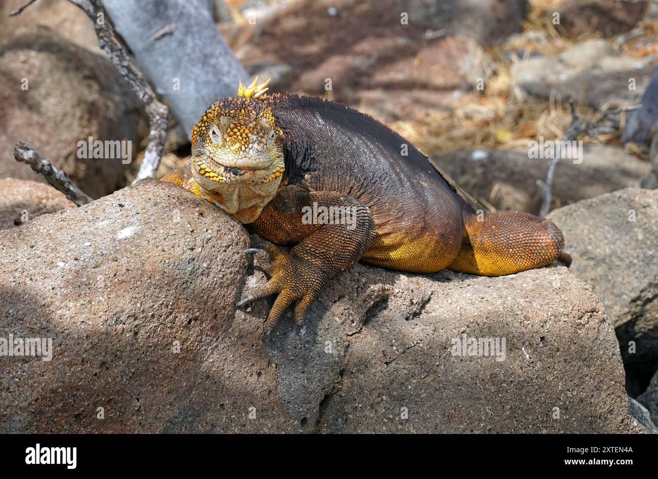 Galapagos land iguana, Drusenkopf, Iguane terrestre des Galapagos ...
