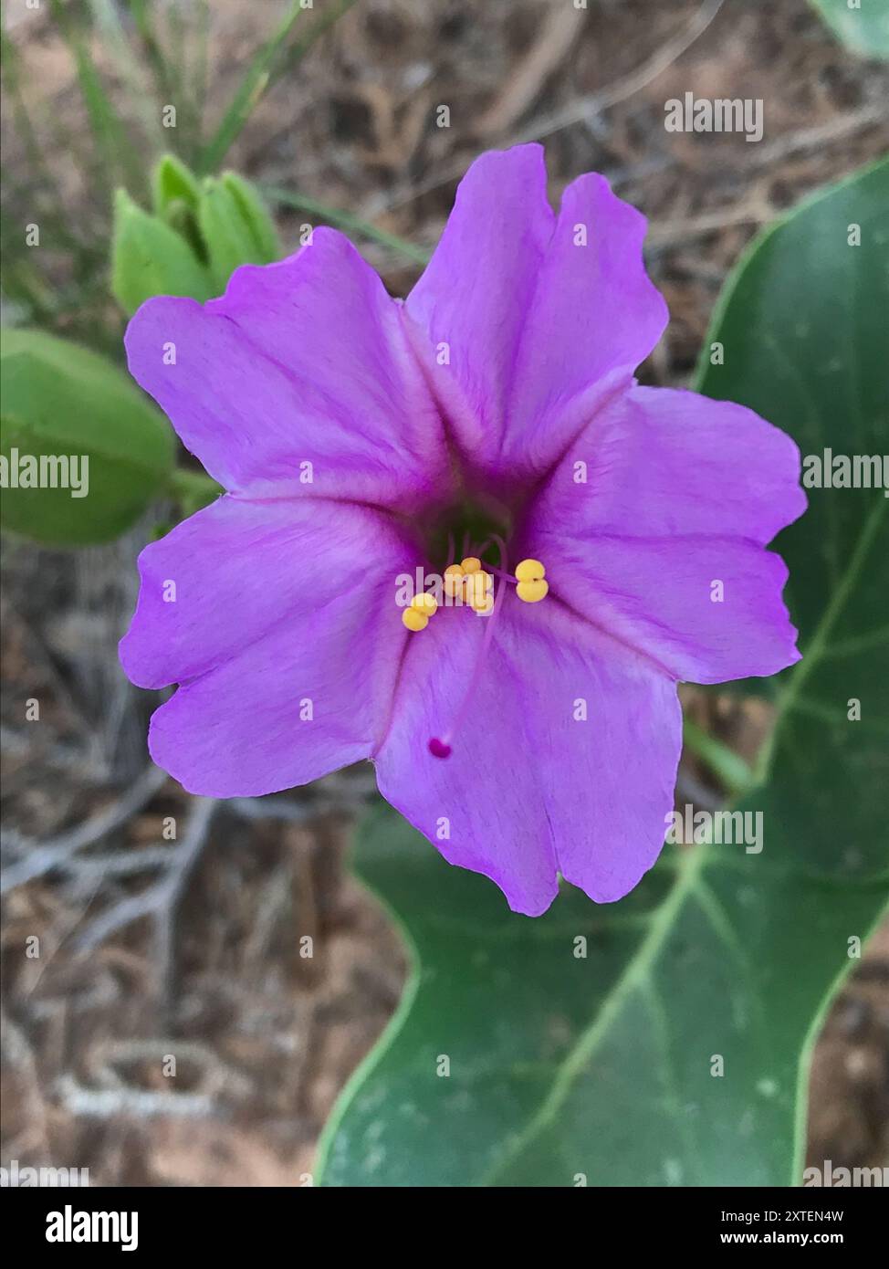 Colorado Four o'Clock (Mirabilis multiflora) Plantae Stock Photo - Alamy