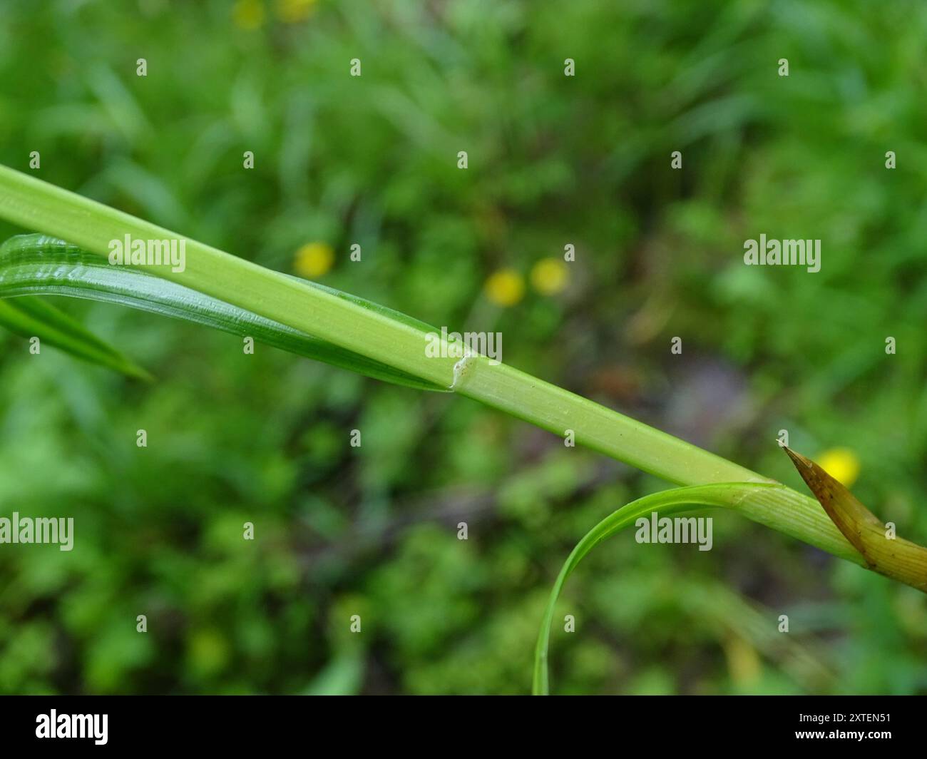 smooth-sheathed sedge (Carex laevivaginata) Plantae Stock Photo - Alamy