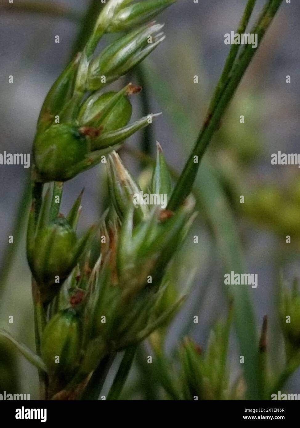 Slender Path Rush (Juncus tenuis) Plantae Stock Photo - Alamy