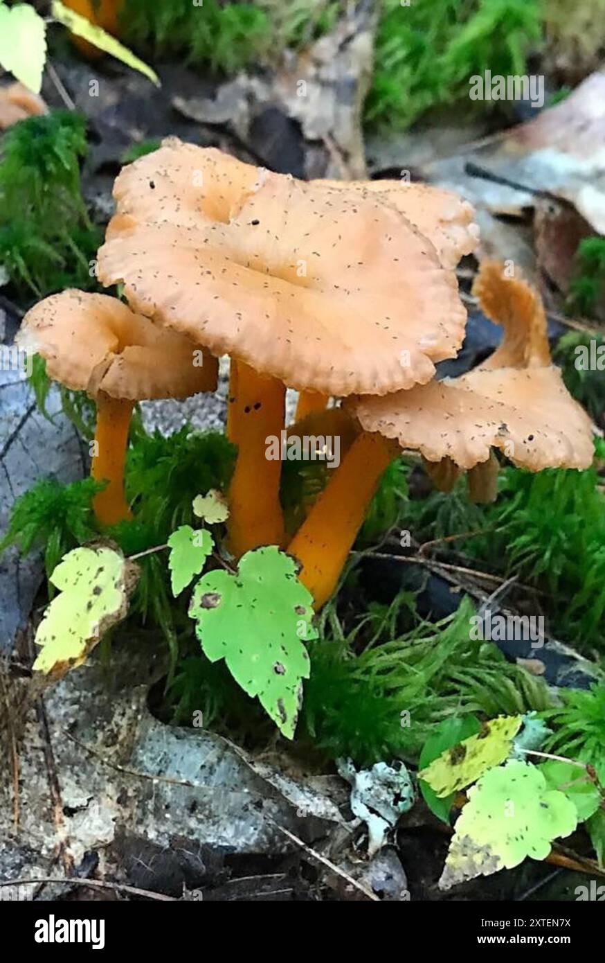 flame trumpet (Craterellus ignicolor) Fungi Stock Photo - Alamy