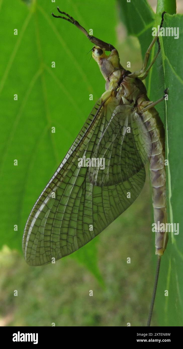 Giant Mayfly (Hexagenia limbata) Insecta Stock Photo - Alamy