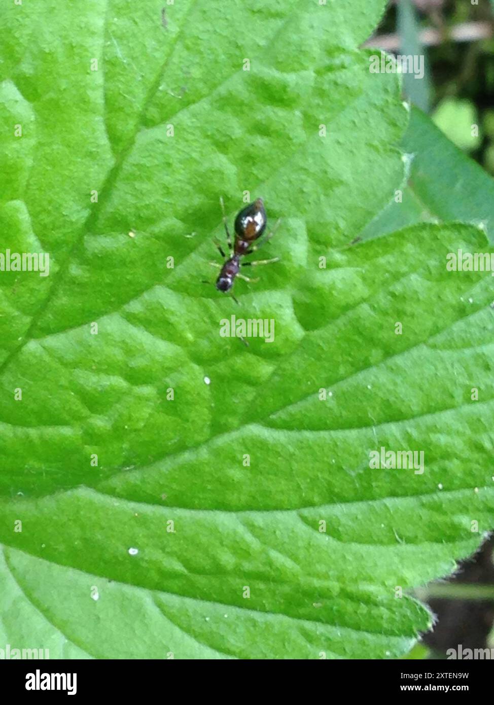 Slender Ant-mimic Jumping Spider (Synemosyna formica) Arachnida Stock ...