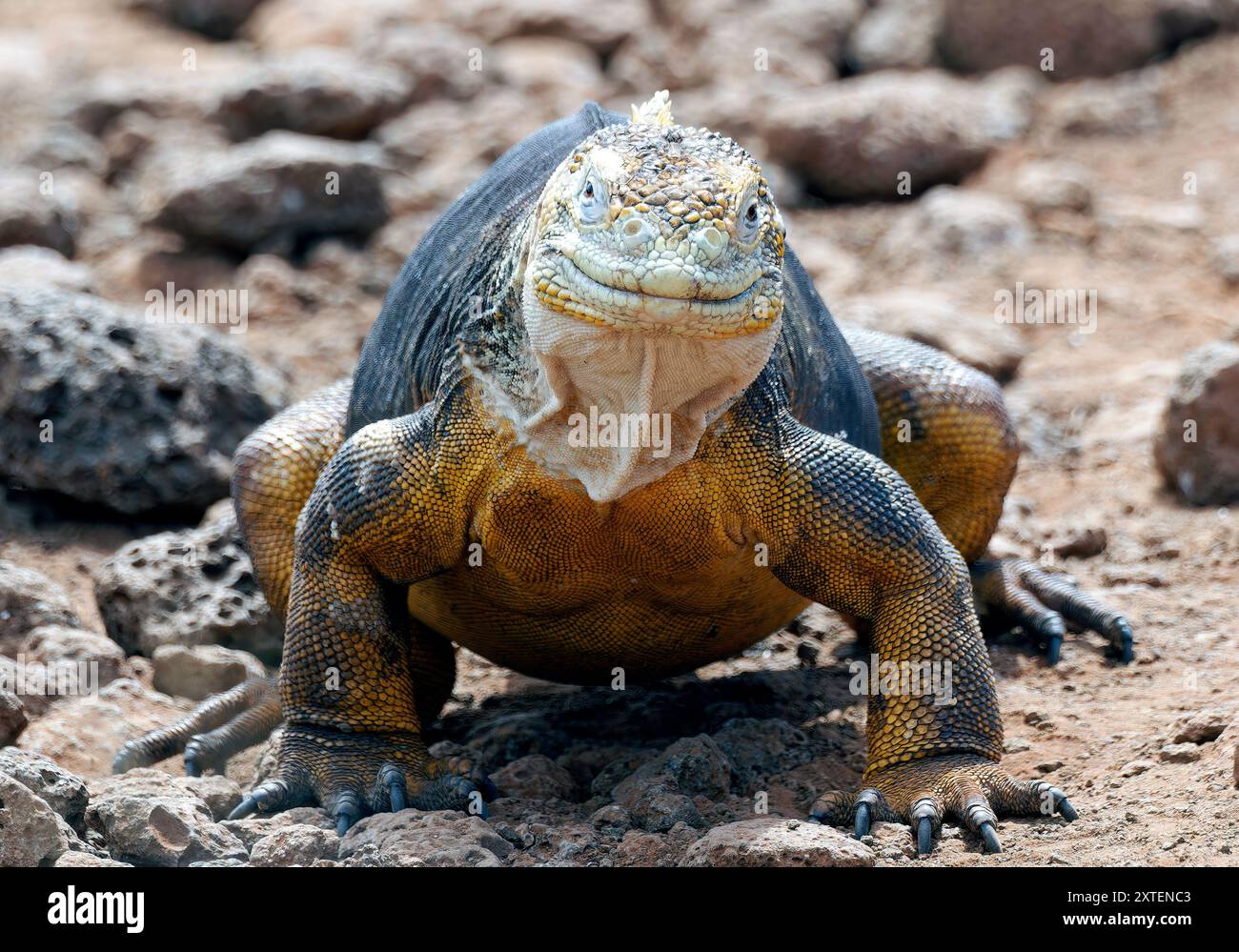 Galapagos land iguana, Drusenkopf, Iguane terrestre des Galapagos ...
