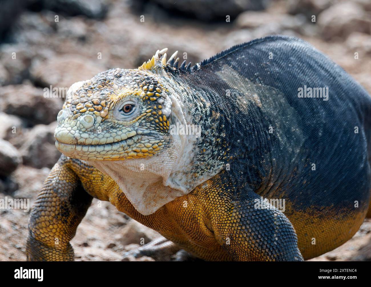 Galapagos land iguana, Drusenkopf, Iguane terrestre des Galapagos ...