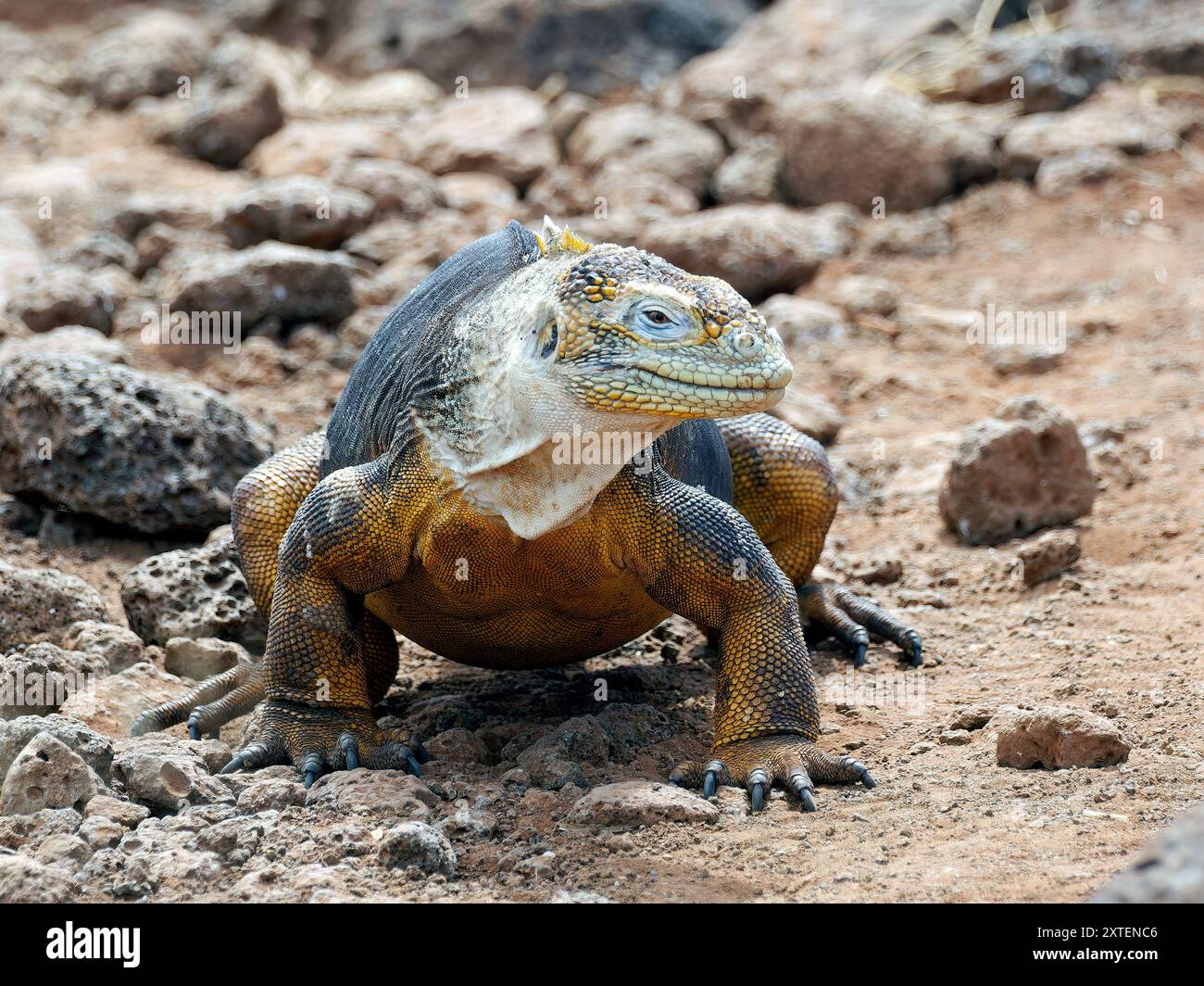 Galapagos land iguana, Drusenkopf, Iguane terrestre des Galapagos ...