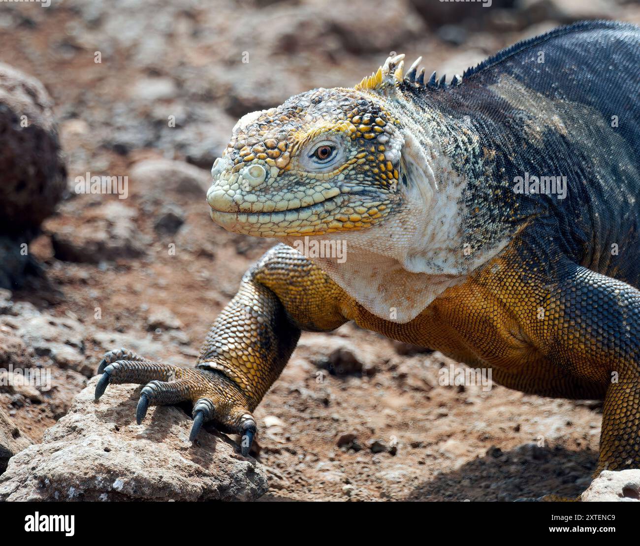 Galapagos land iguana, Drusenkopf, Iguane terrestre des Galapagos ...