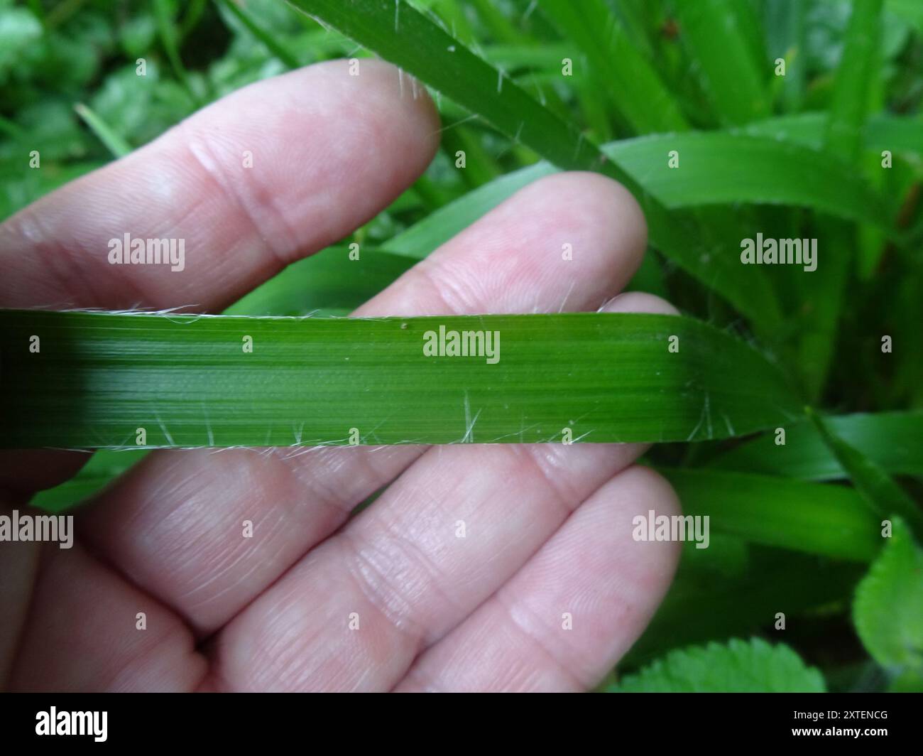 Great Woodrush (Luzula sylvatica) Plantae Stock Photo - Alamy