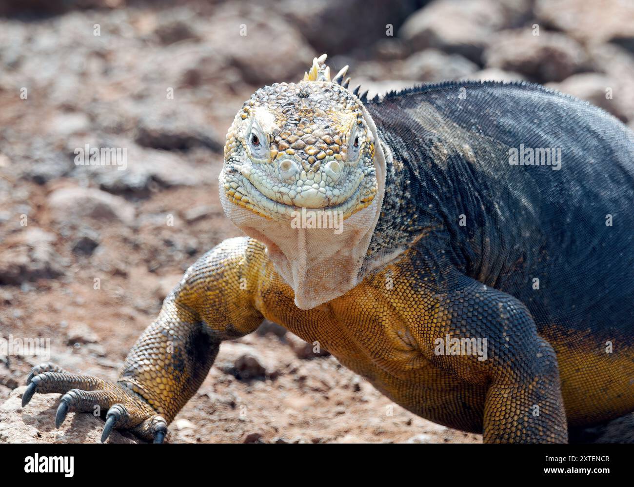 Galapagos land iguana, Drusenkopf, Iguane terrestre des Galapagos ...