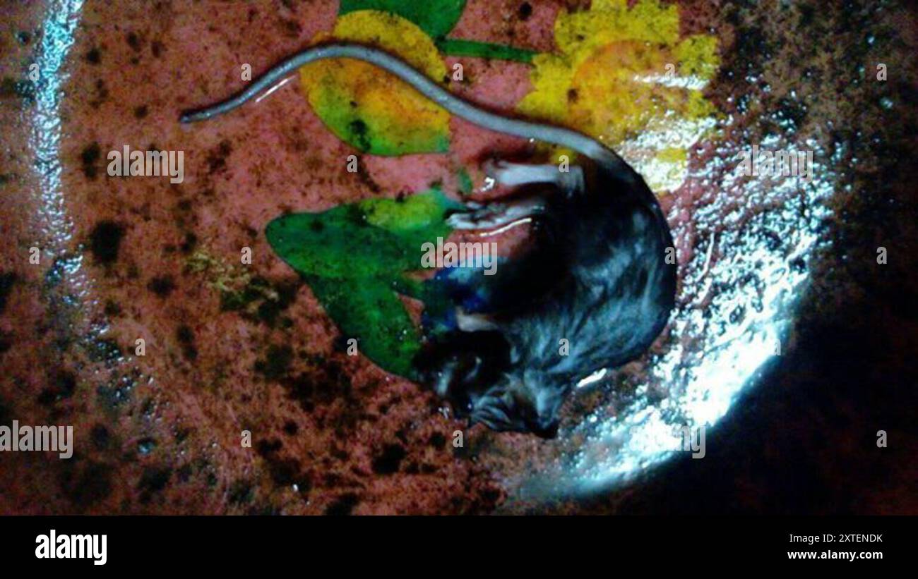 Old World Mice and Rats (Muridae) Mammalia Stock Photo - Alamy