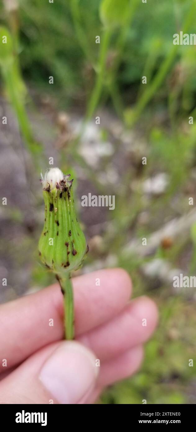 Smooth Cat's Ear (Hypochaeris glabra) Plantae Stock Photo - Alamy