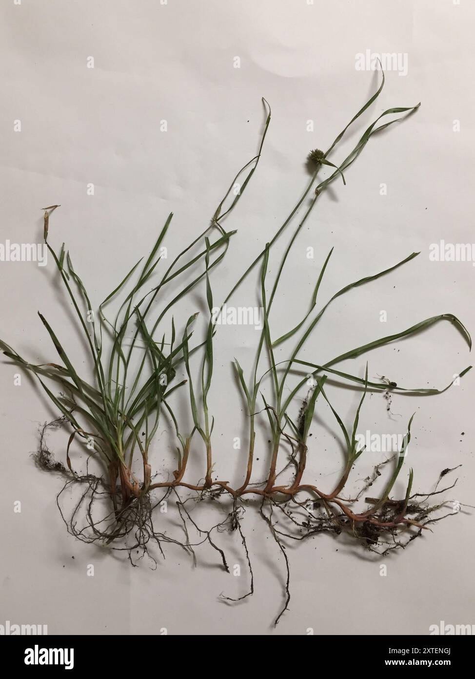 Shortleaf Spikesedge (Cyperus brevifolius) Plantae Stock Photo - Alamy