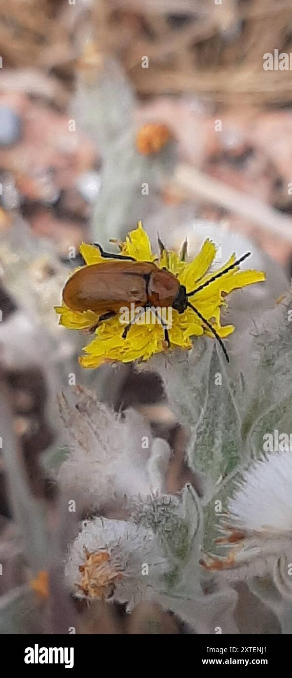 Daffodil Leaf-beetle (Exosoma lusitanicum) Insecta Stock Photo - Alamy