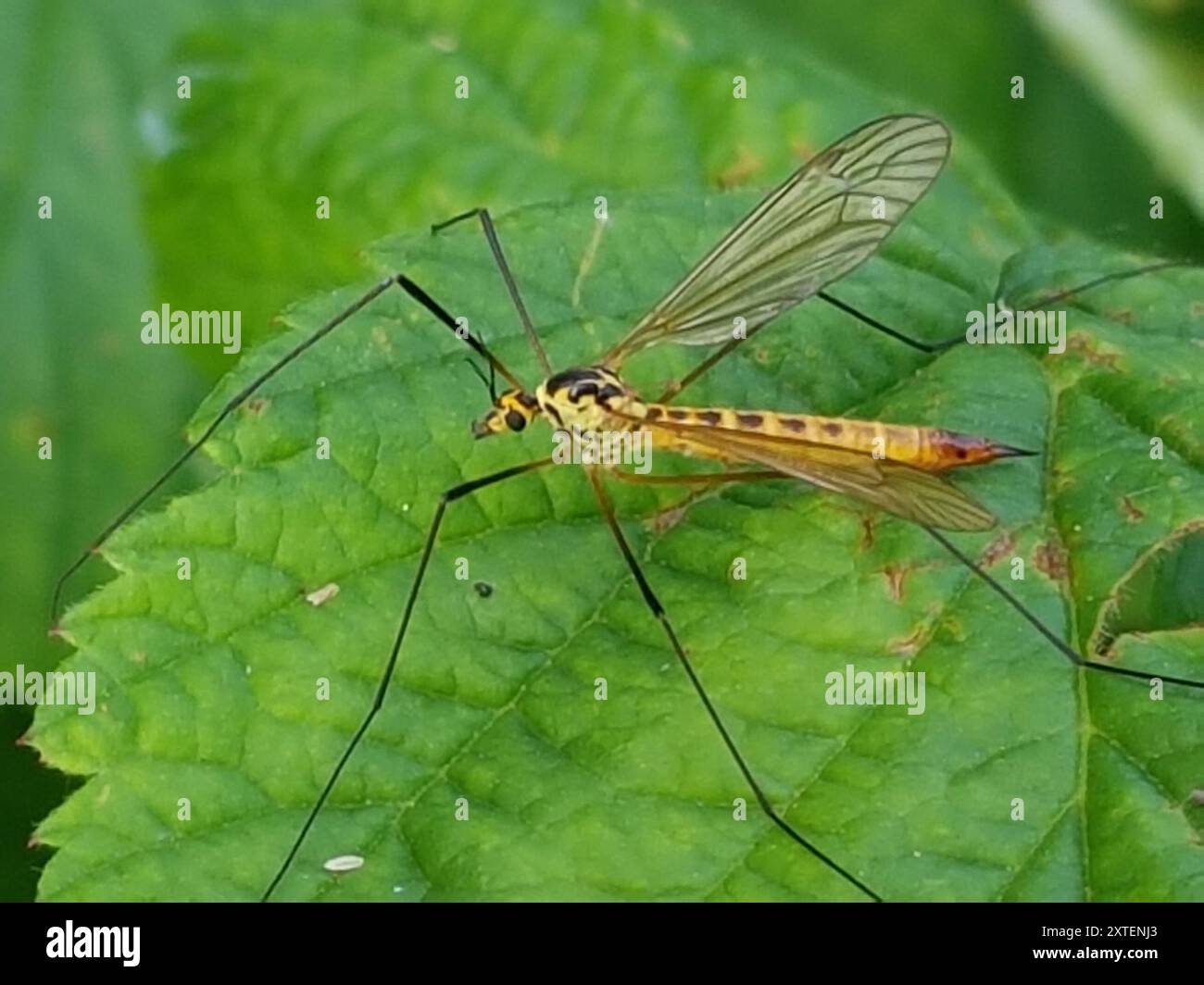 Tiger Crane Flies (Nephrotoma) Insecta Stock Photo - Alamy
