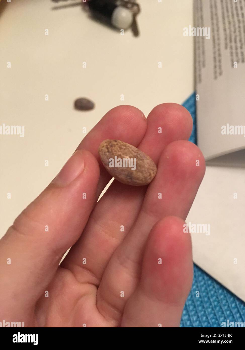 Common West Indian Bubble (Bulla occidentalis) Mollusca Stock Photo - Alamy