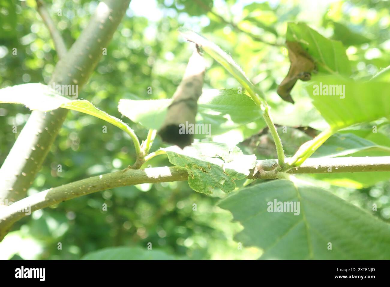 Leaf-rolling Weevils (Attelabidae) Insecta Stock Photo - Alamy