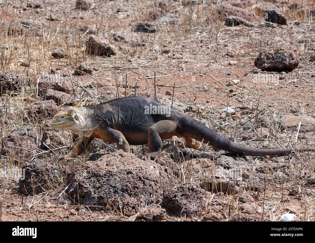 Galapagos land iguana, Drusenkopf, Iguane terrestre des Galapagos ...