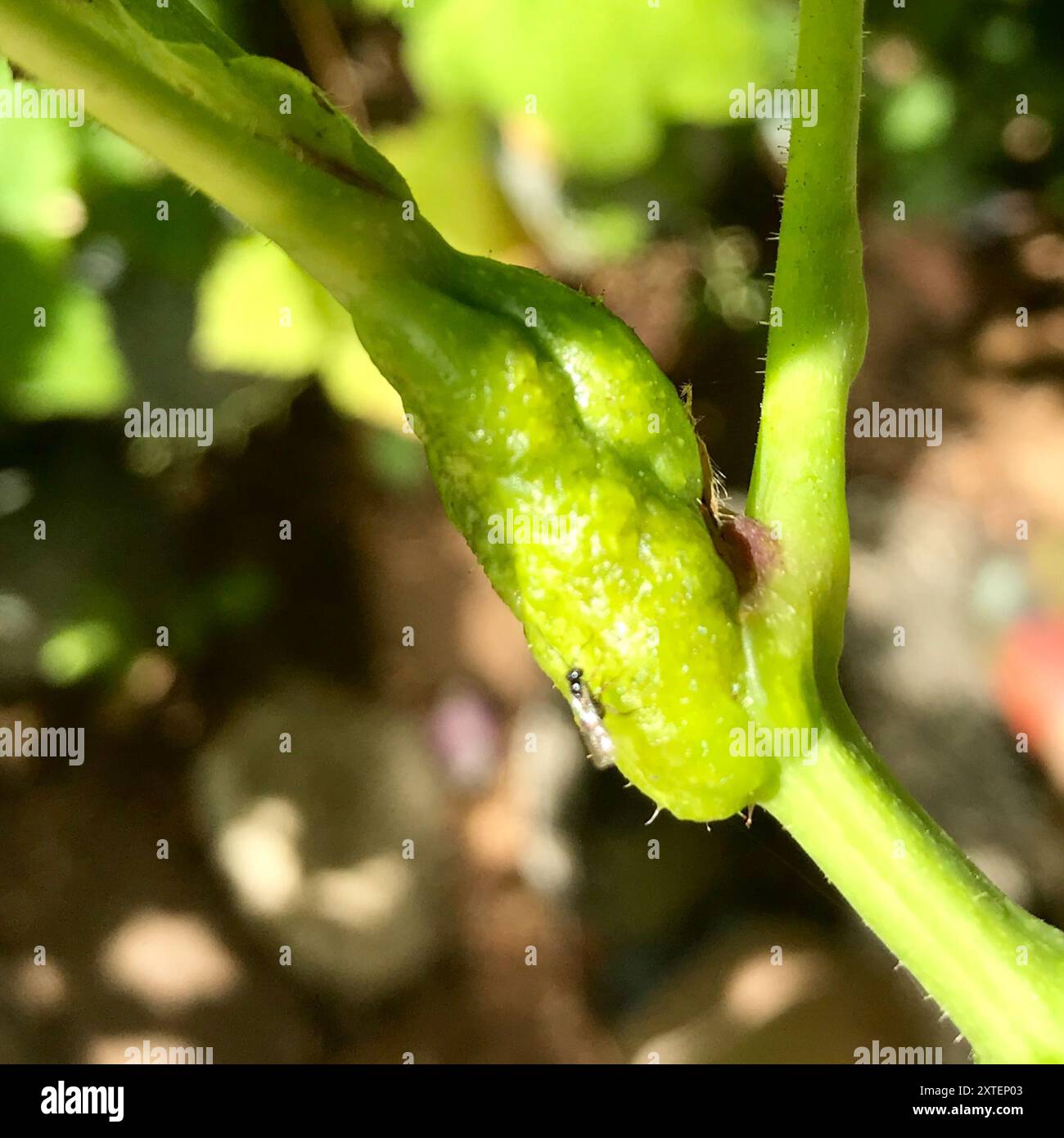thimbleberry gallmaker (Diastrophus kincaidii) Insecta Stock Photo - Alamy