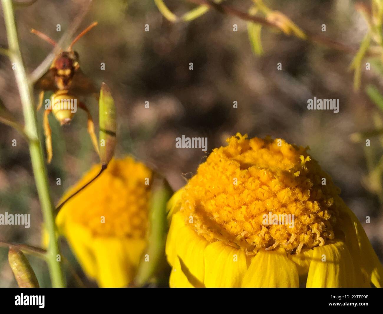 Nomad Bees (Nomada) Insecta Stock Photo - Alamy